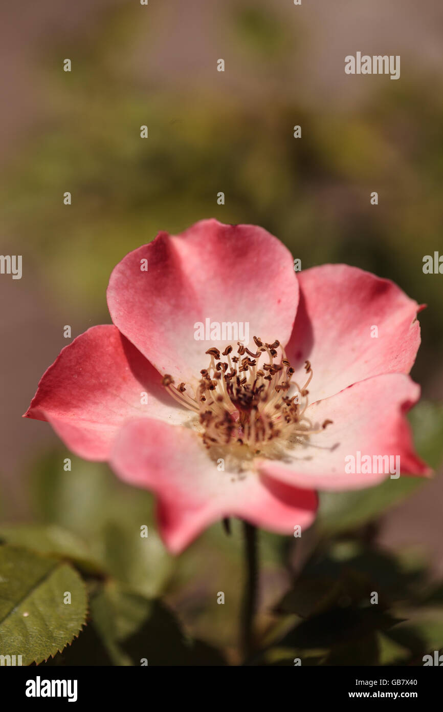 Happy Chappy pink apricot rose, rosa, flower blooms as ground cover in ...