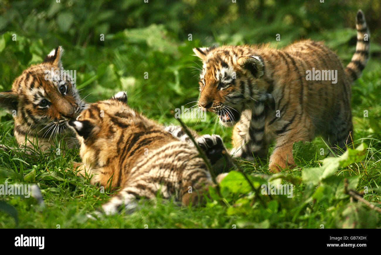 Cute tiger cubs playing hi-res stock photography and images - Alamy