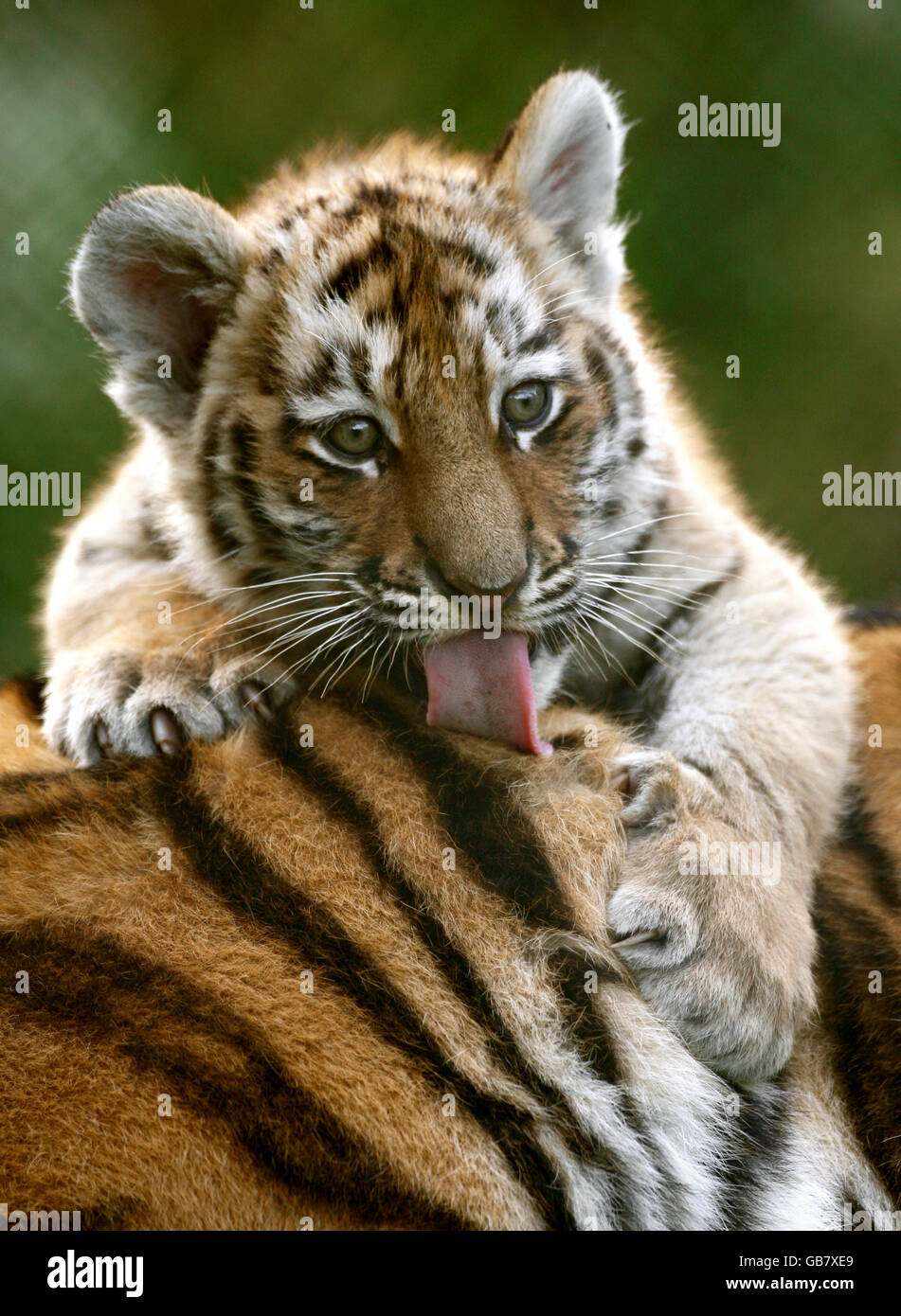 Tiger licking cub hi-res stock photography and images - Alamy