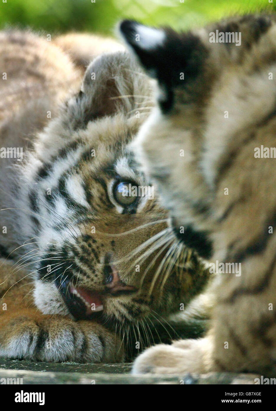 Two tiger cub cute hi-res stock photography and images - Alamy