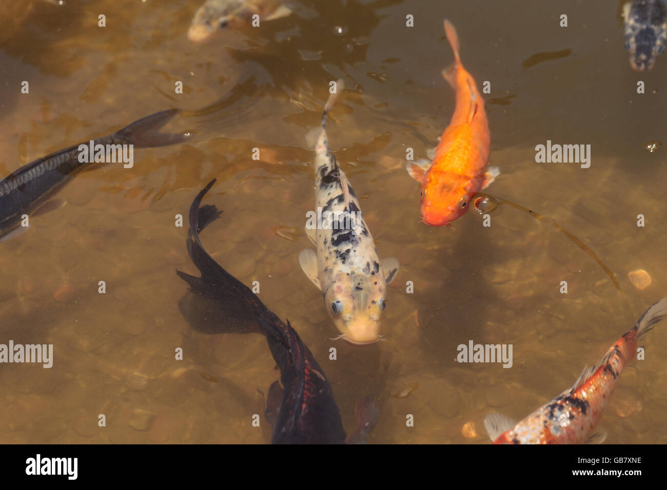 How fish swim in water High Resolution Stock Photography and Images - Alamy