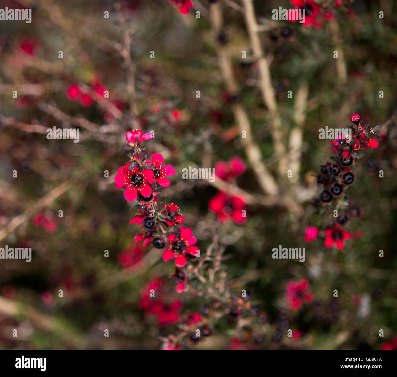 Leptospermum a genus of shrubs and small trees in the myrtle family ...