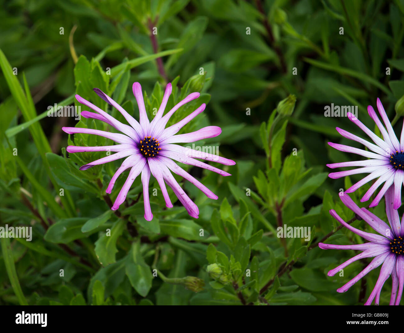 African daisy seeds hi-res stock photography and images - Alamy