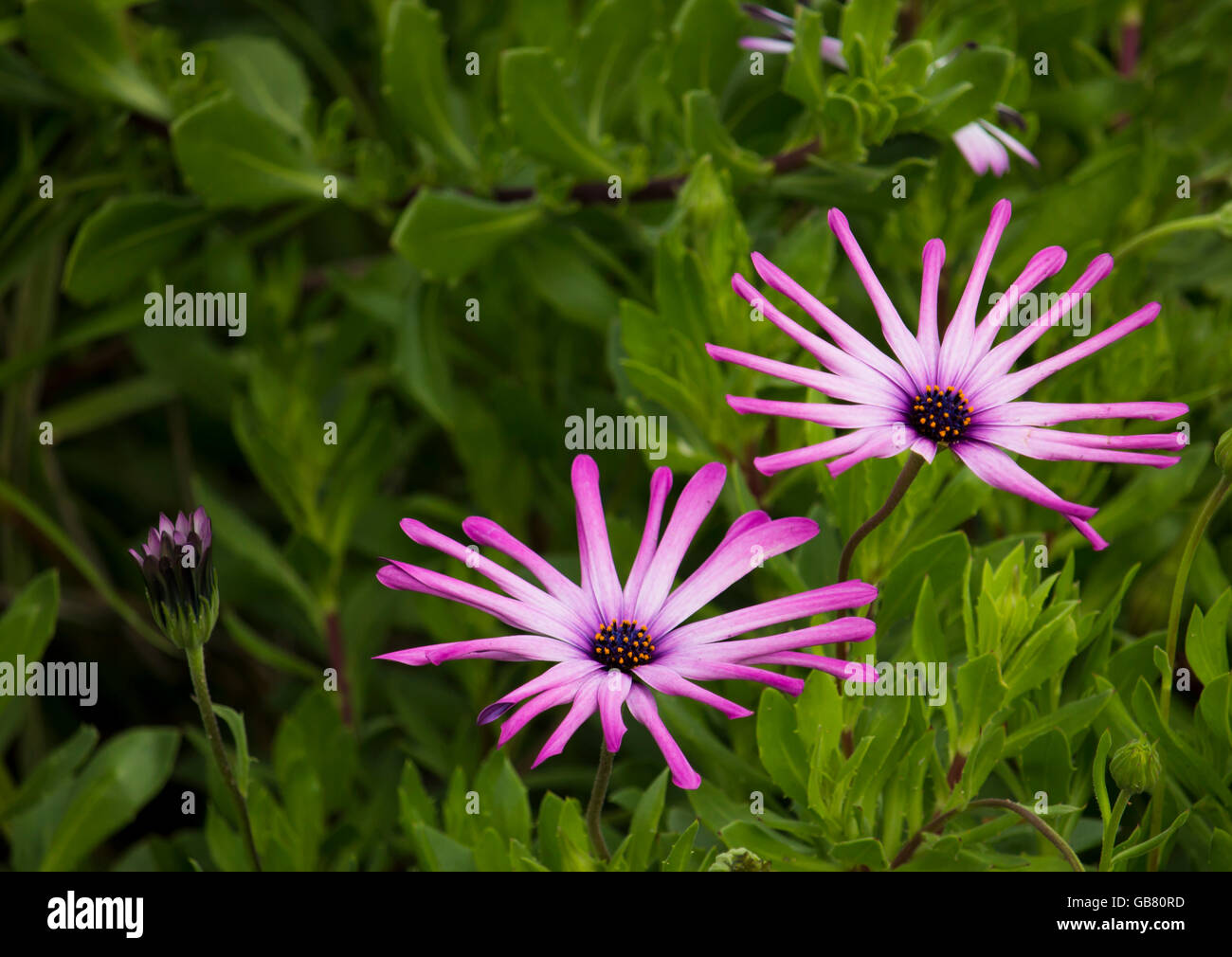 African daisy seeds hi-res stock photography and images - Alamy