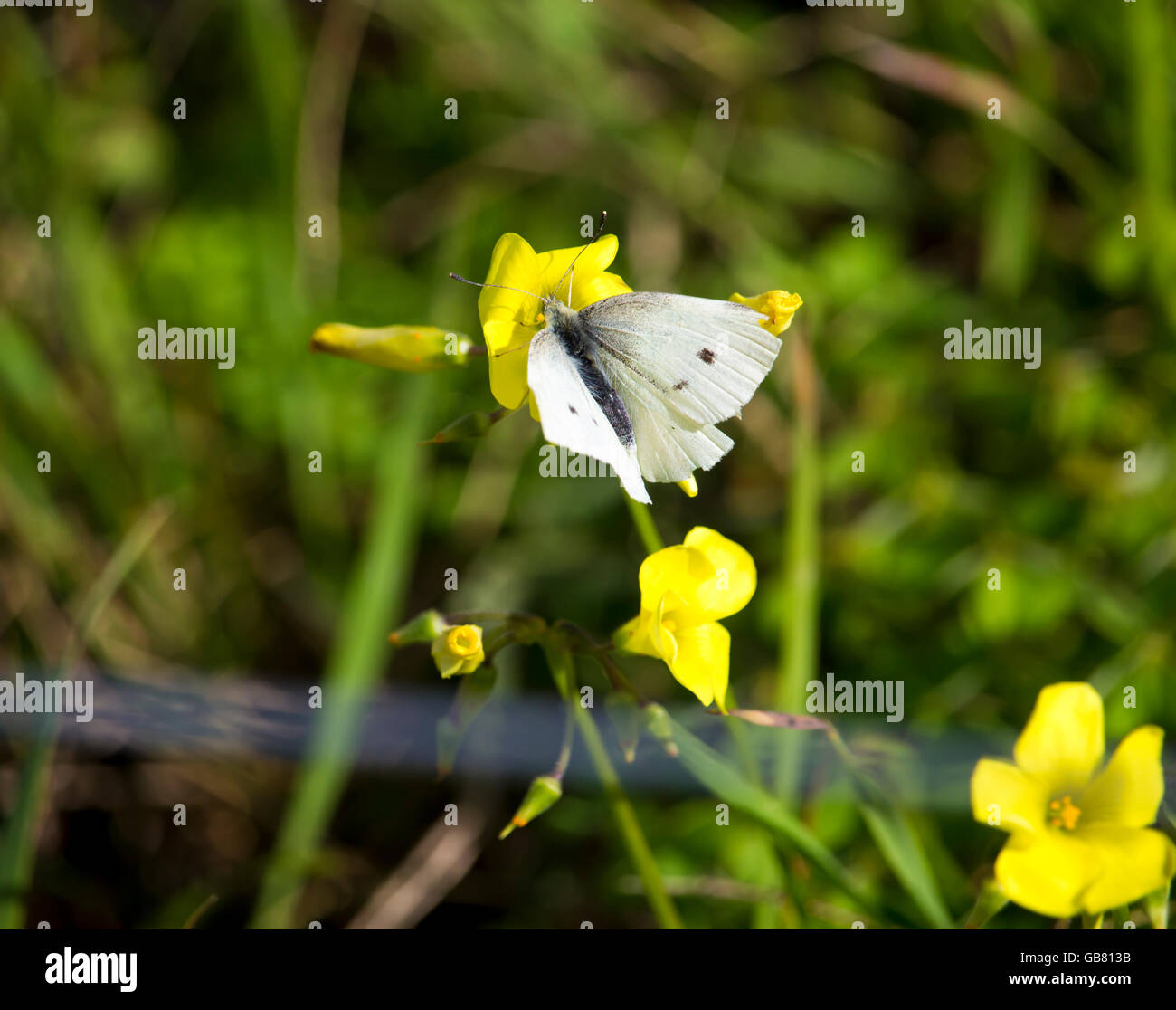Moth grubs hi-res stock photography and images - Alamy