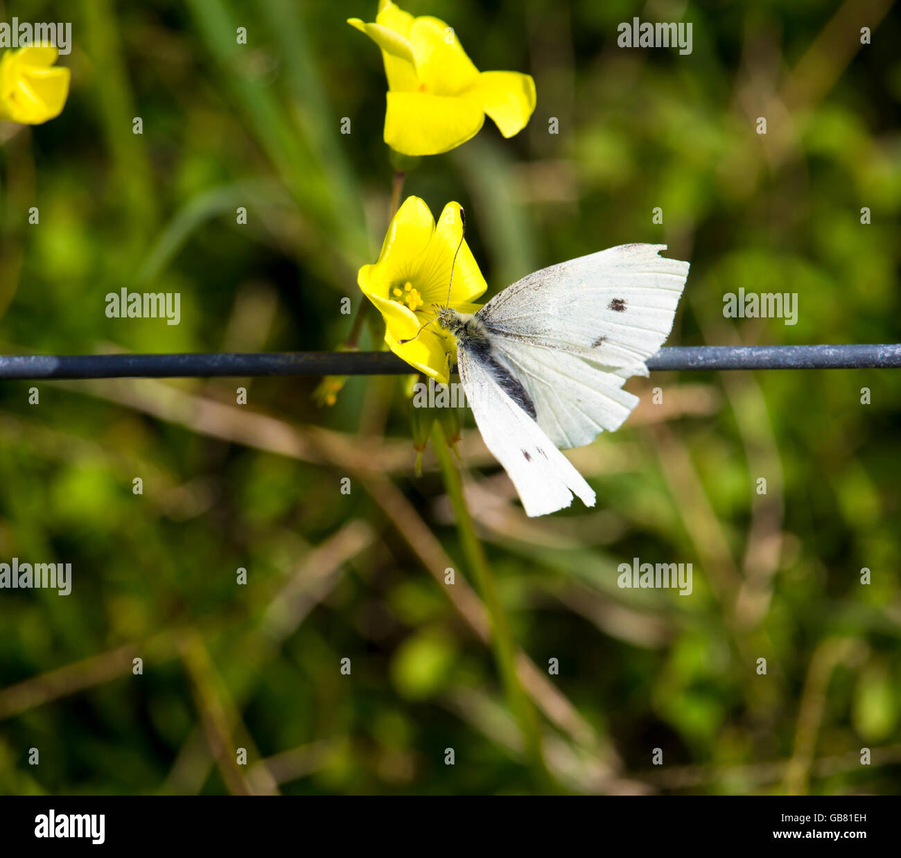 Cabbage moth hi-res stock photography and images - Alamy