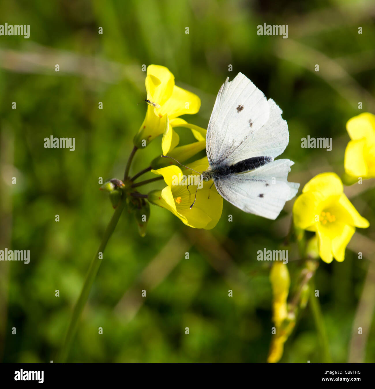Dainty white Cabbage Moth is feeding on the pollen from an oxalis weed ...