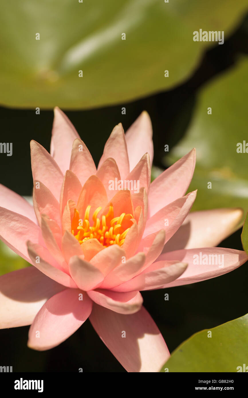 Water lily Nymphaea flower on top of a koi pond in Southern California ...