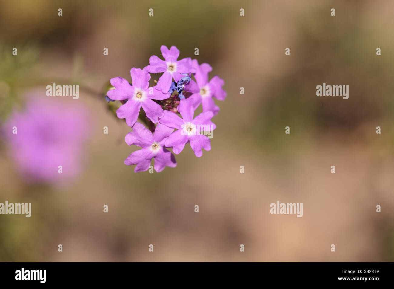 Tiny wild flower hi-res stock photography and images - Alamy