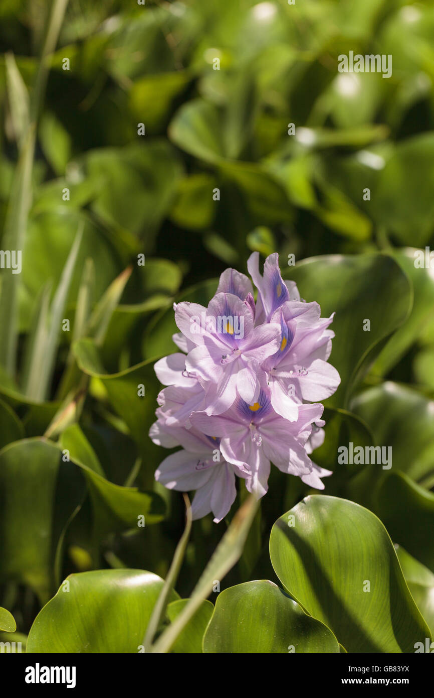 Light purple flowers of common water hyacinth Eichhornia crassipes on a ...