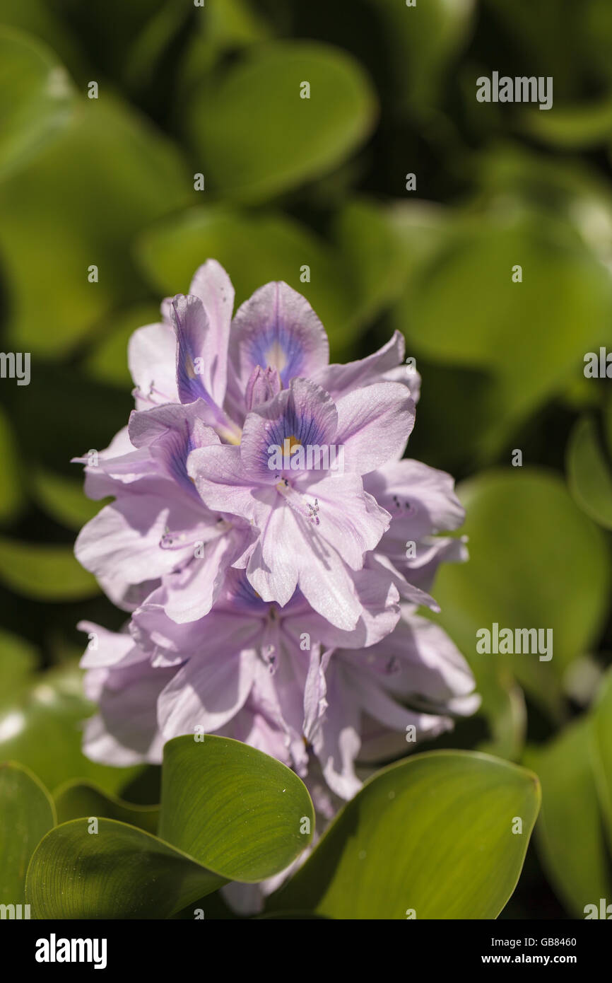 Light purple flowers of common water hyacinth Eichhornia crassipes on a ...