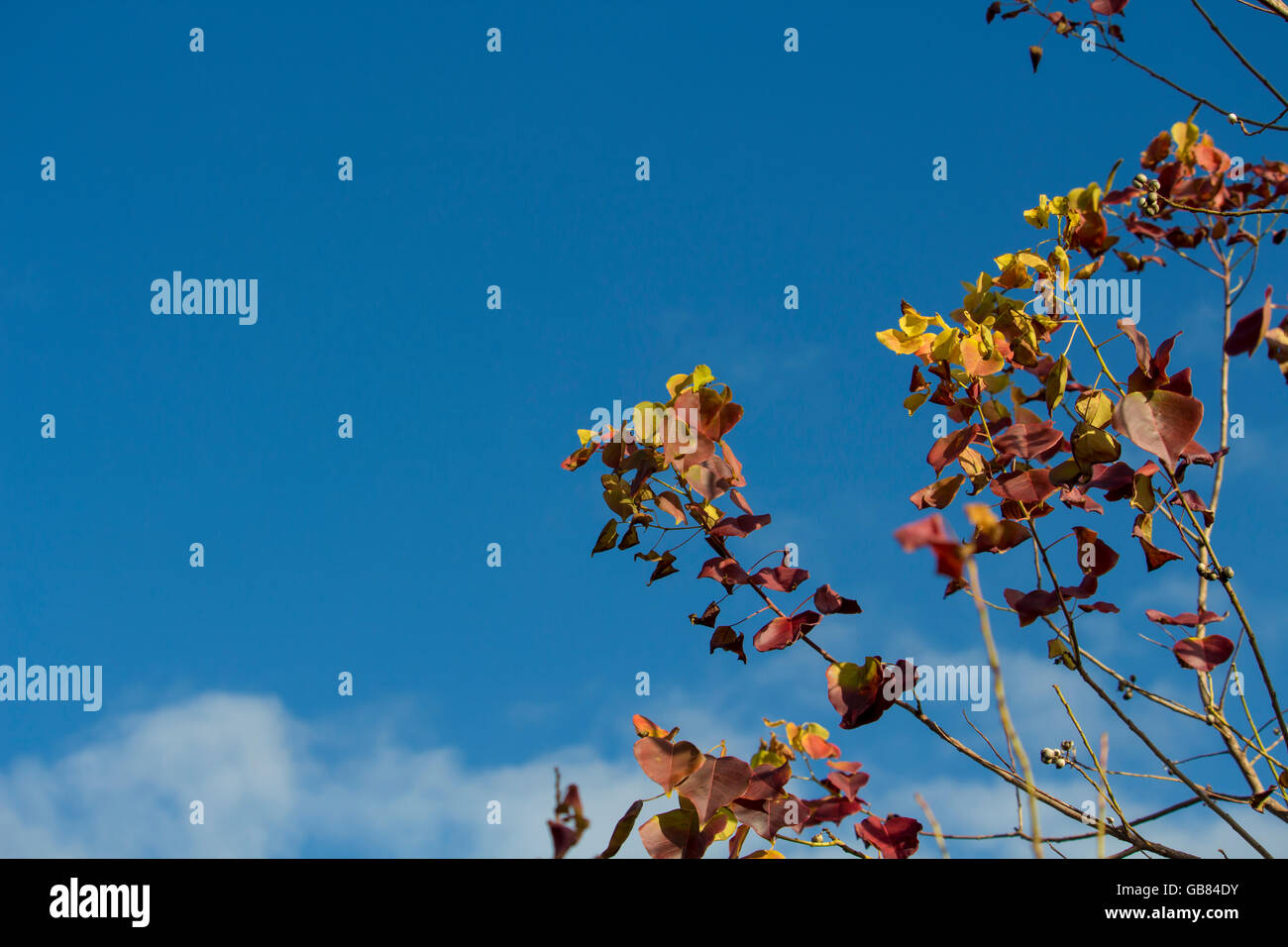 Green and russet oak leaves hi-res stock photography and images - Alamy