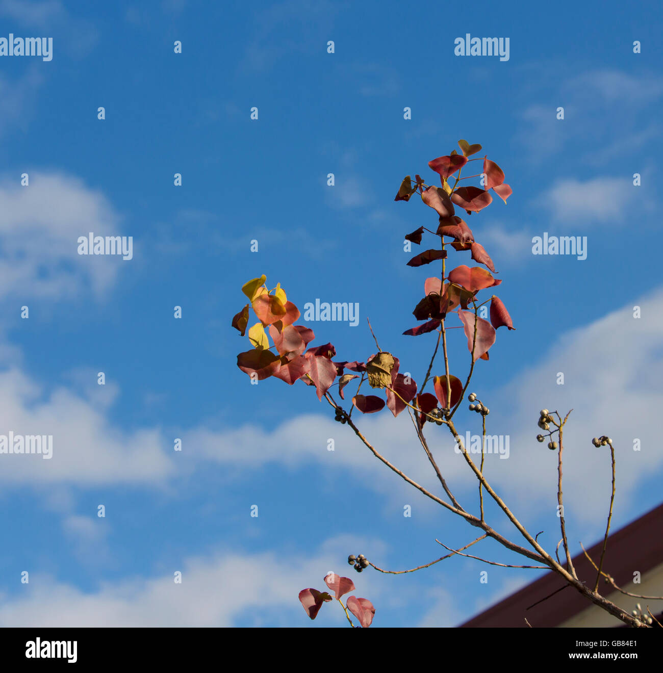 Green and russet oak leaves hi-res stock photography and images - Alamy