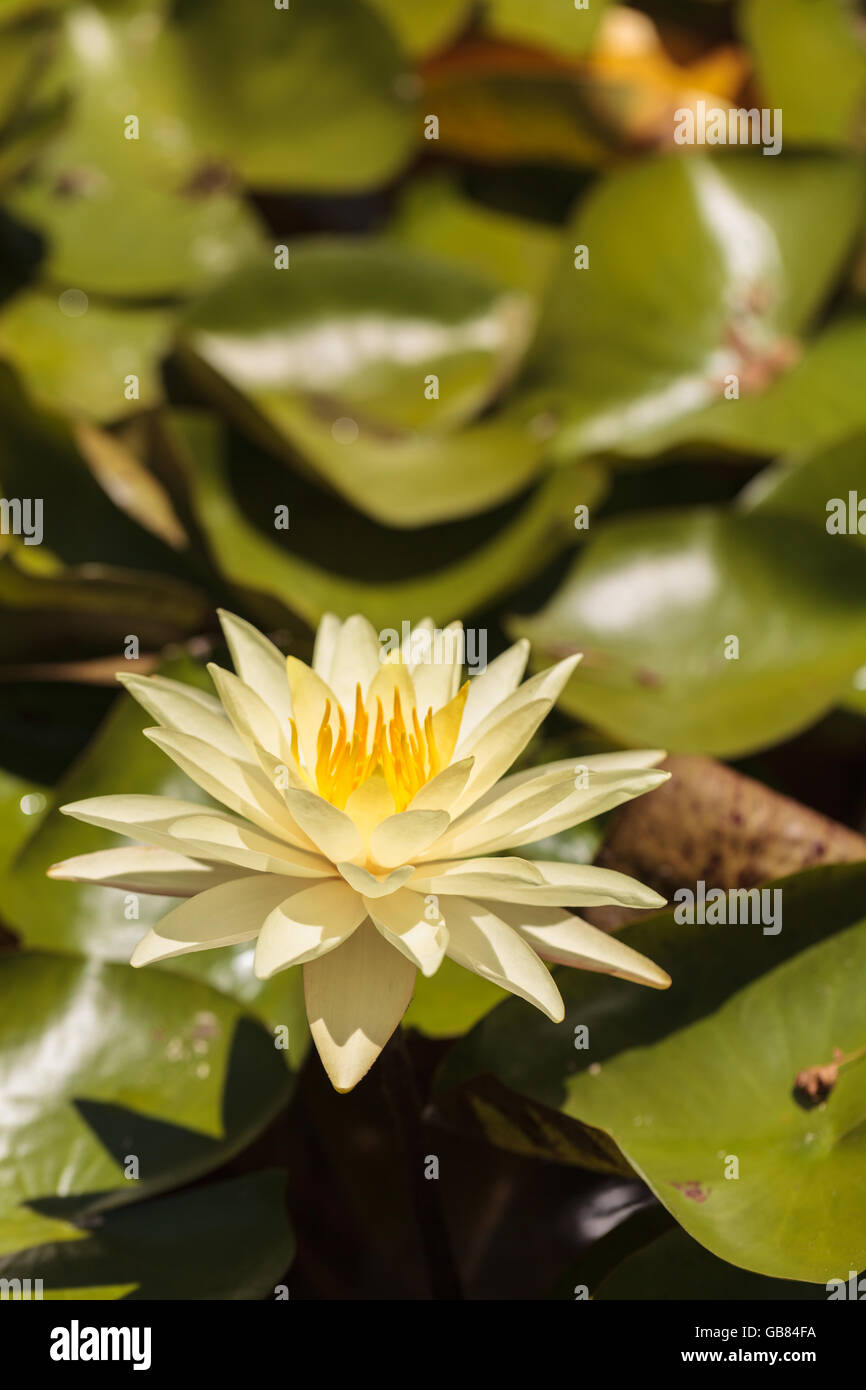 Water lily Nymphaea flower on top of a koi pond in Southern California ...