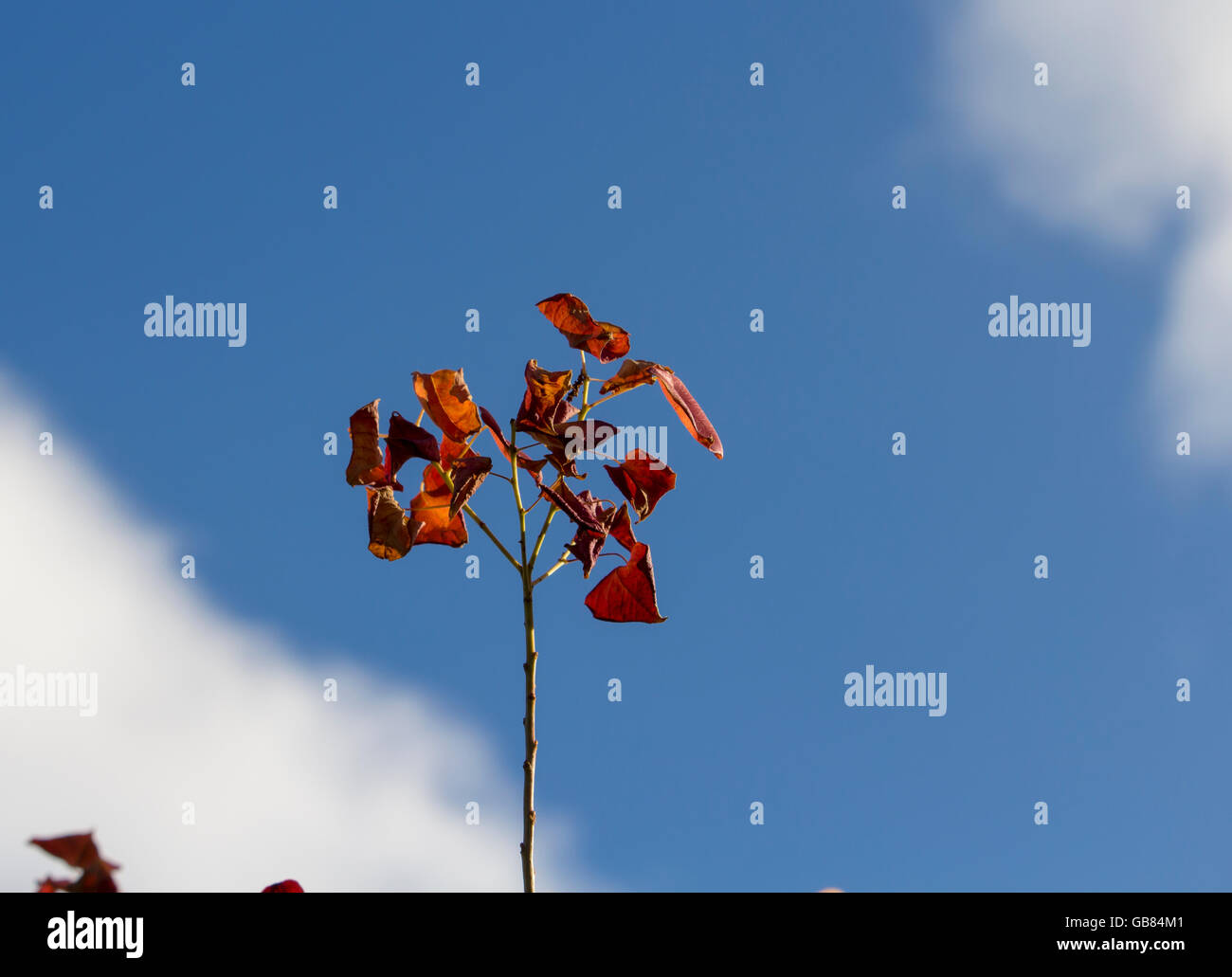 .Brilliant russet orange, green and red autumn foliage of deciduous ...