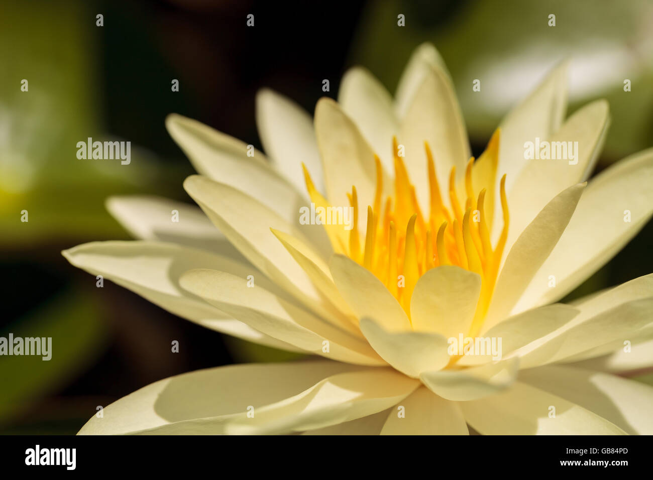 Water lily Nymphaea flower on top of a koi pond in Southern California ...