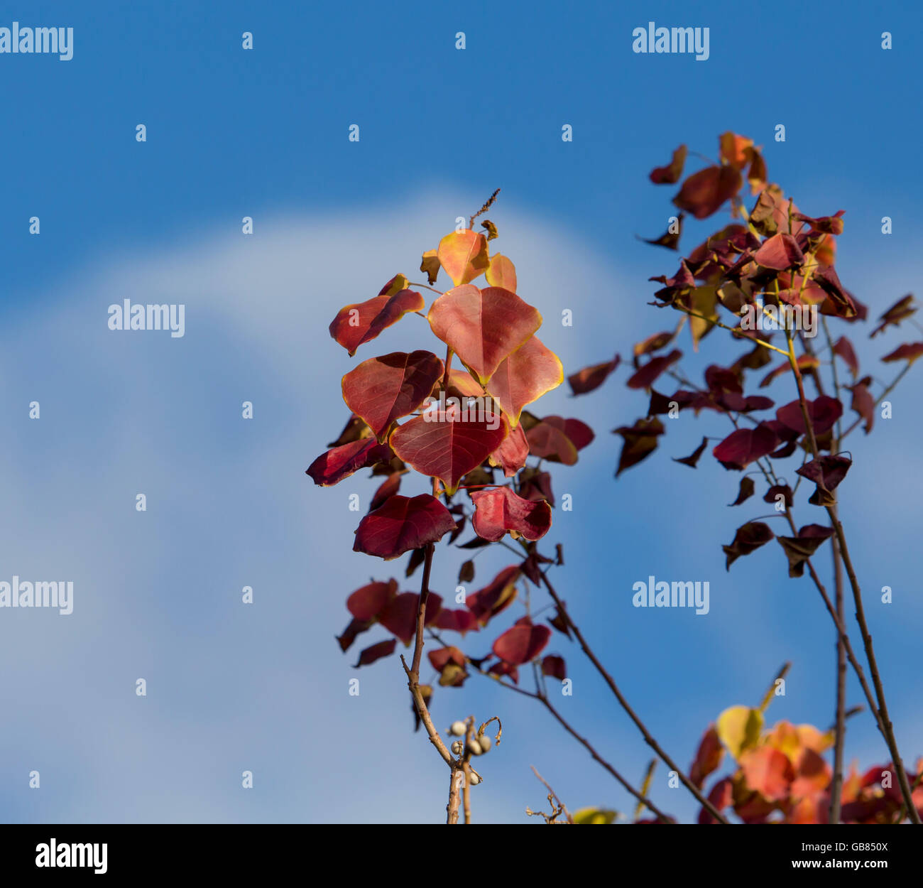 Green and russet oak leaves hi-res stock photography and images - Alamy