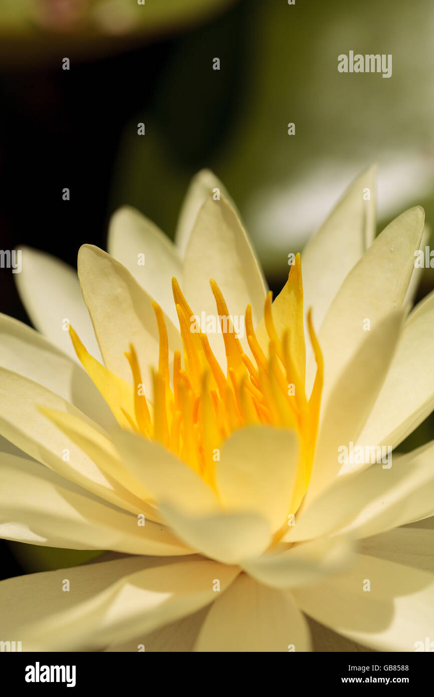 Water lily Nymphaea flower on top of a koi pond in Southern California ...