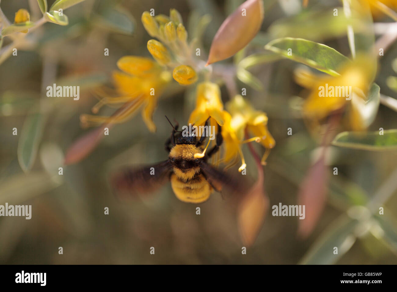 Black and yellow Western Bumble bee Bombus occidentalis gathers pollen ...