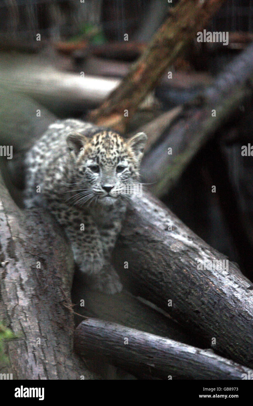 A three-and-a-half month old Persian leopard cub at Chessington World ...