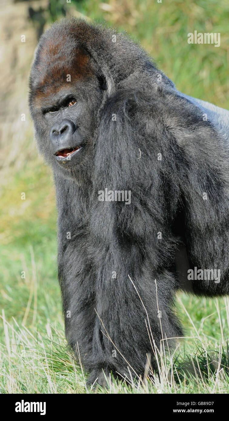 Halloween Hide'n'Freak week Stock Photo - Alamy