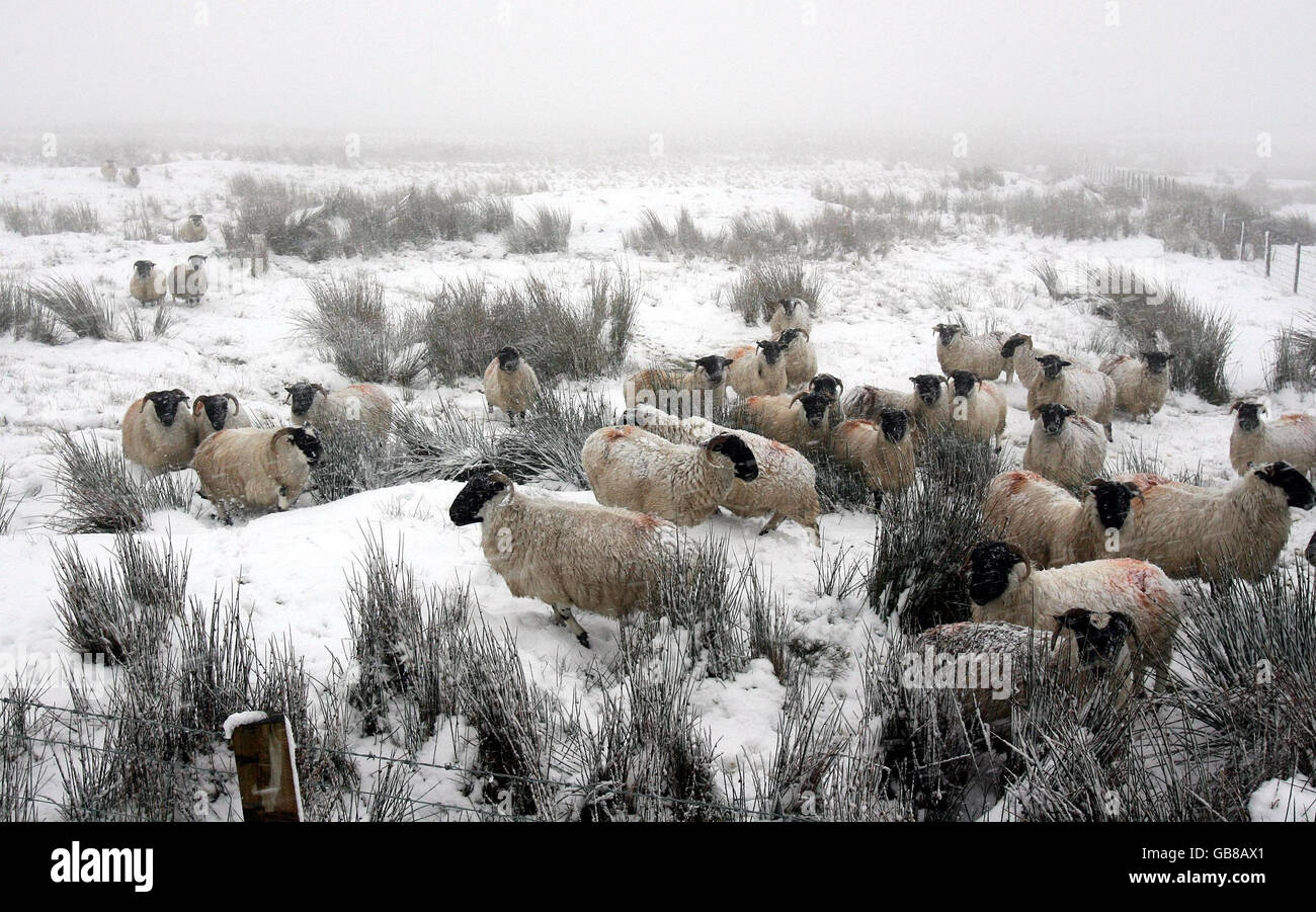 Heavy snow in Northern Ireland Stock Photo - Alamy