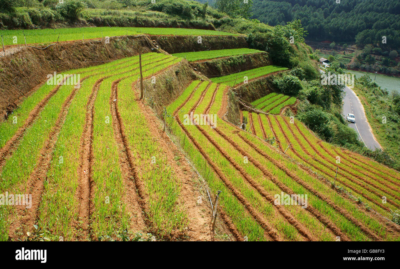 Vietnm green vegetable terrace garden with agriculture farm near lake ...