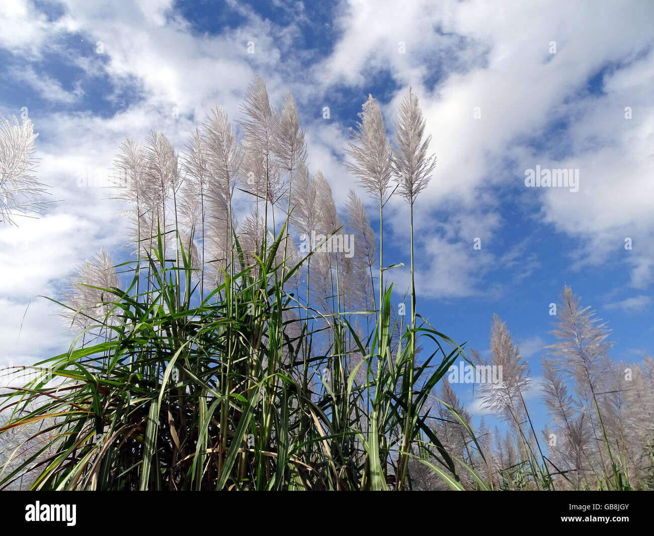 Sugarcane Plant Flower