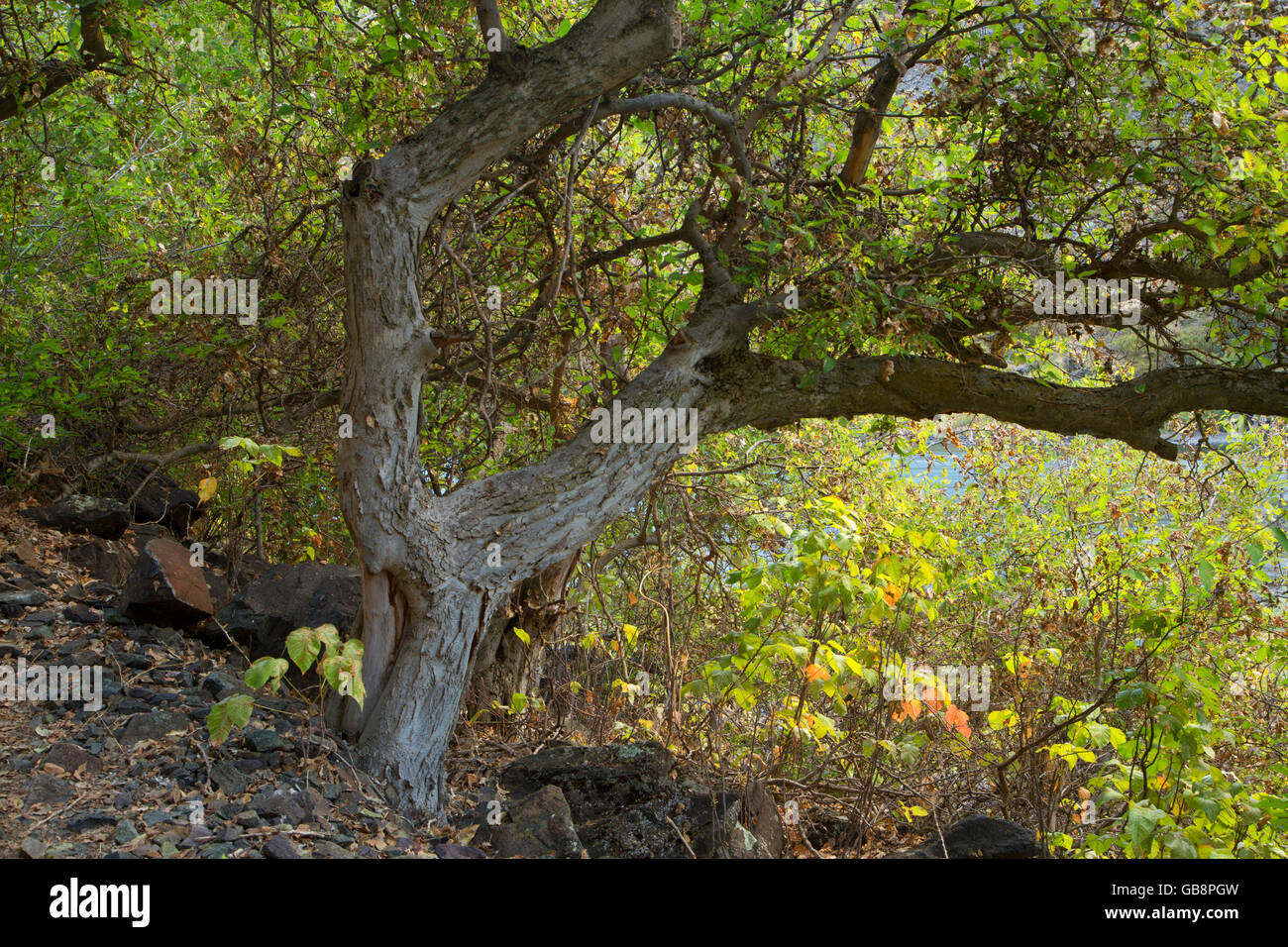 Hackberry creek hi-res stock photography and images - Alamy