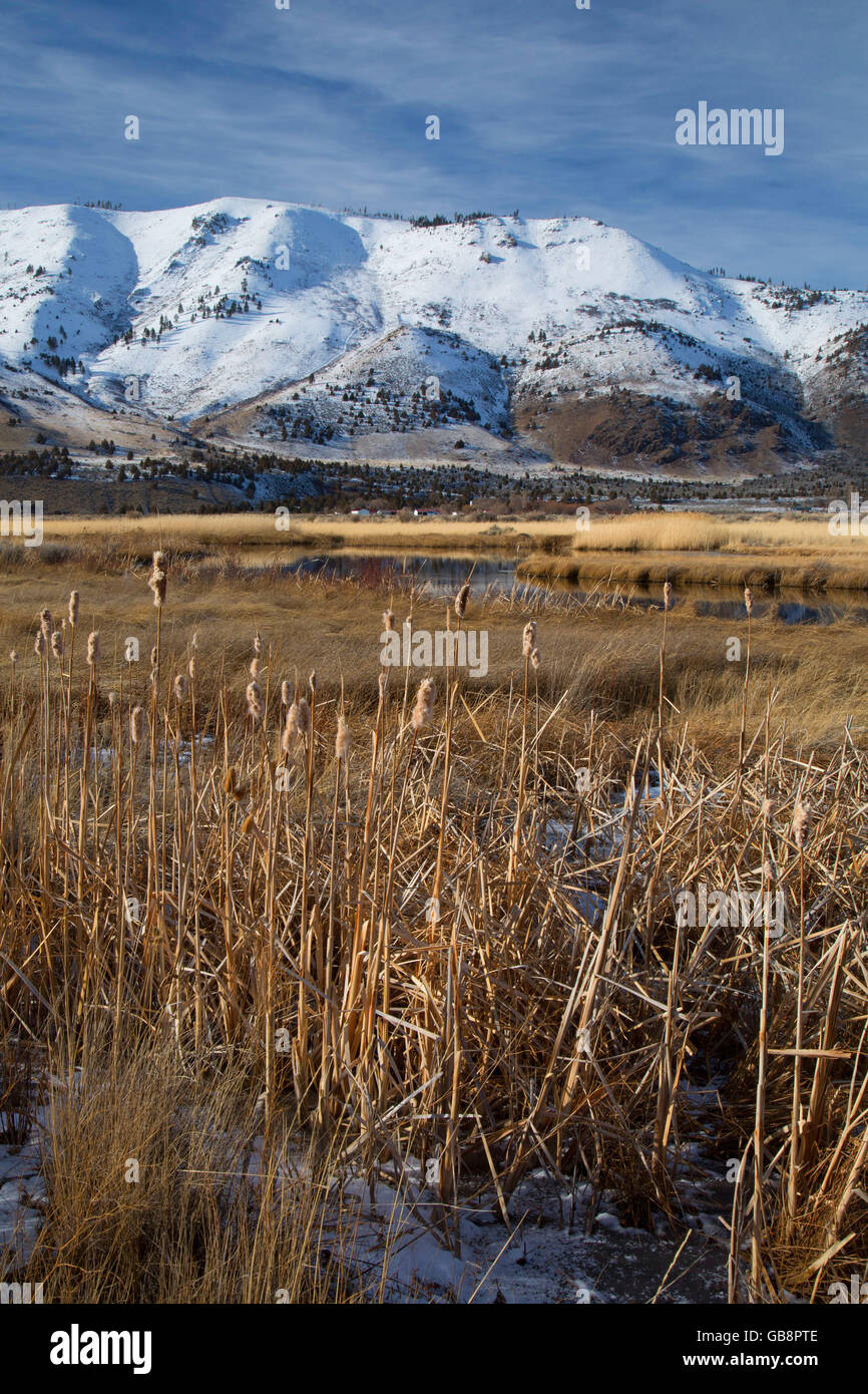 Winter Rim over marsh, Summer Lake Wildlife Area, Oregon Outback Scenic ...