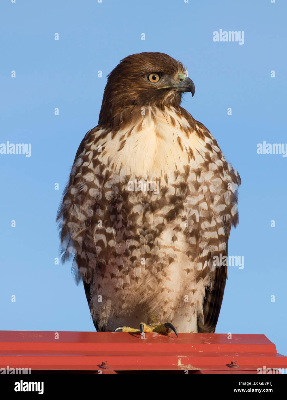 Hawk, Summer Lake Wildlife Area, Oregon Outback Scenic Byway, Oregon ...