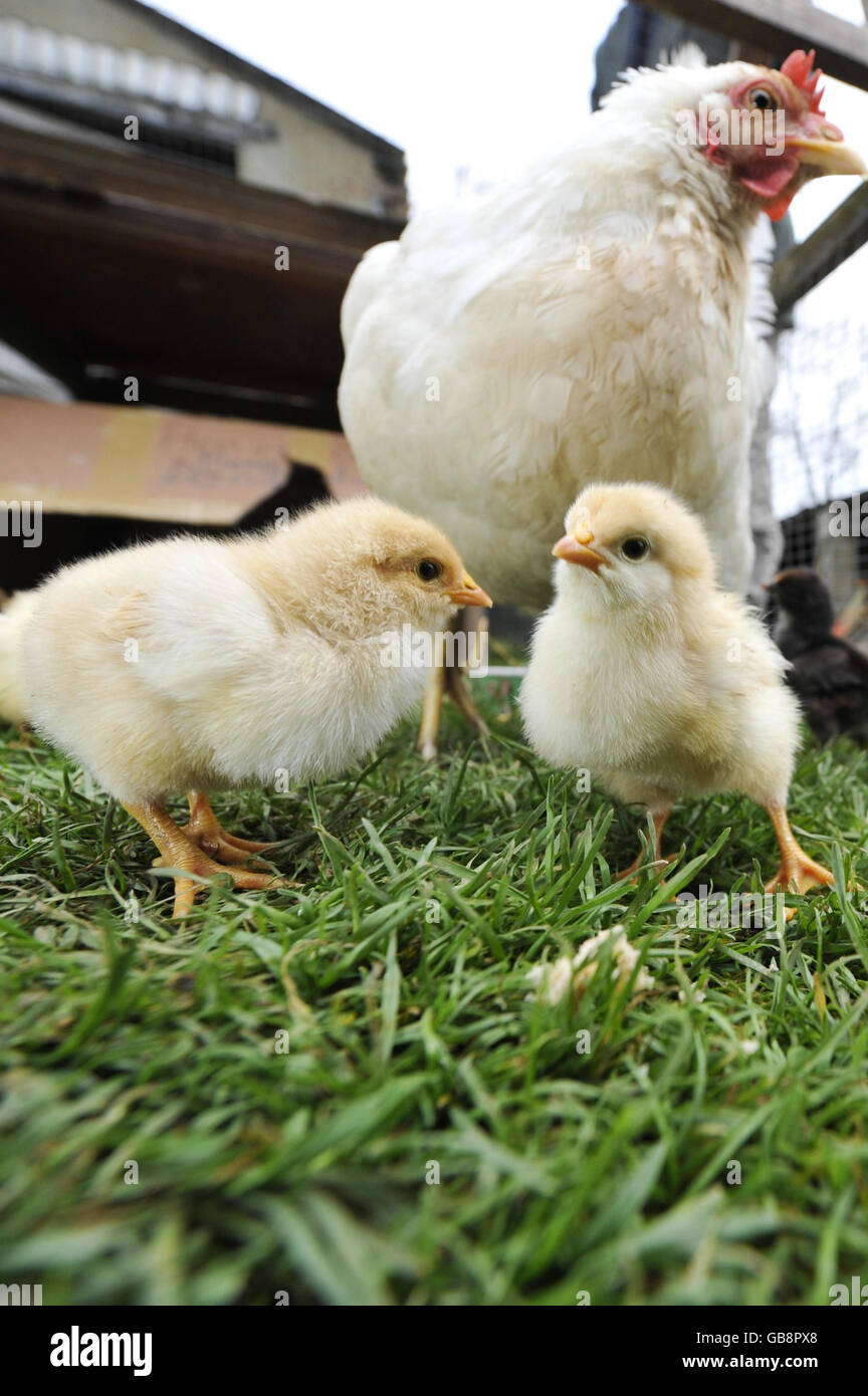 Chicks born six months early Stock Photo - Alamy
