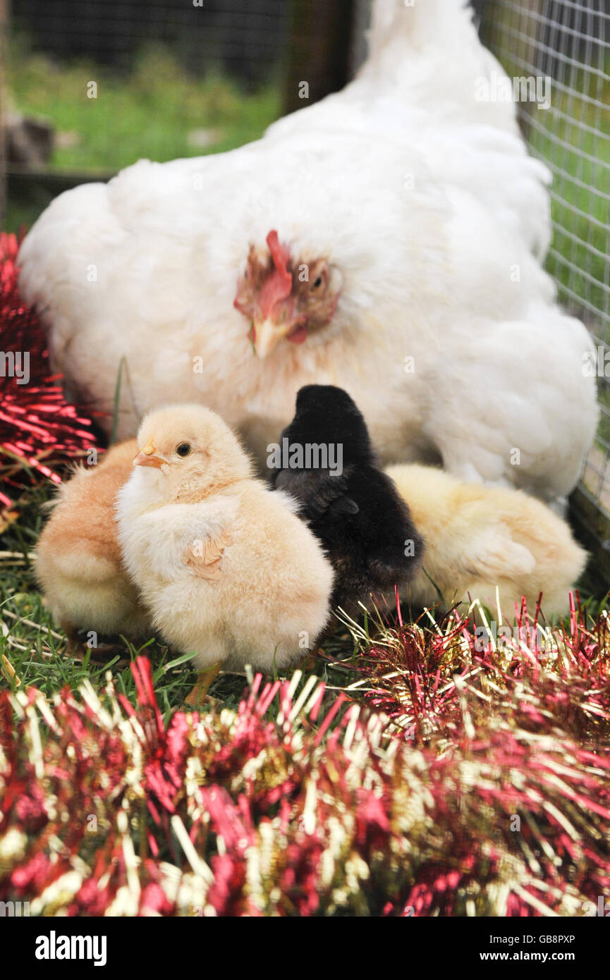 Mother hen and chicks hi-res stock photography and images - Alamy