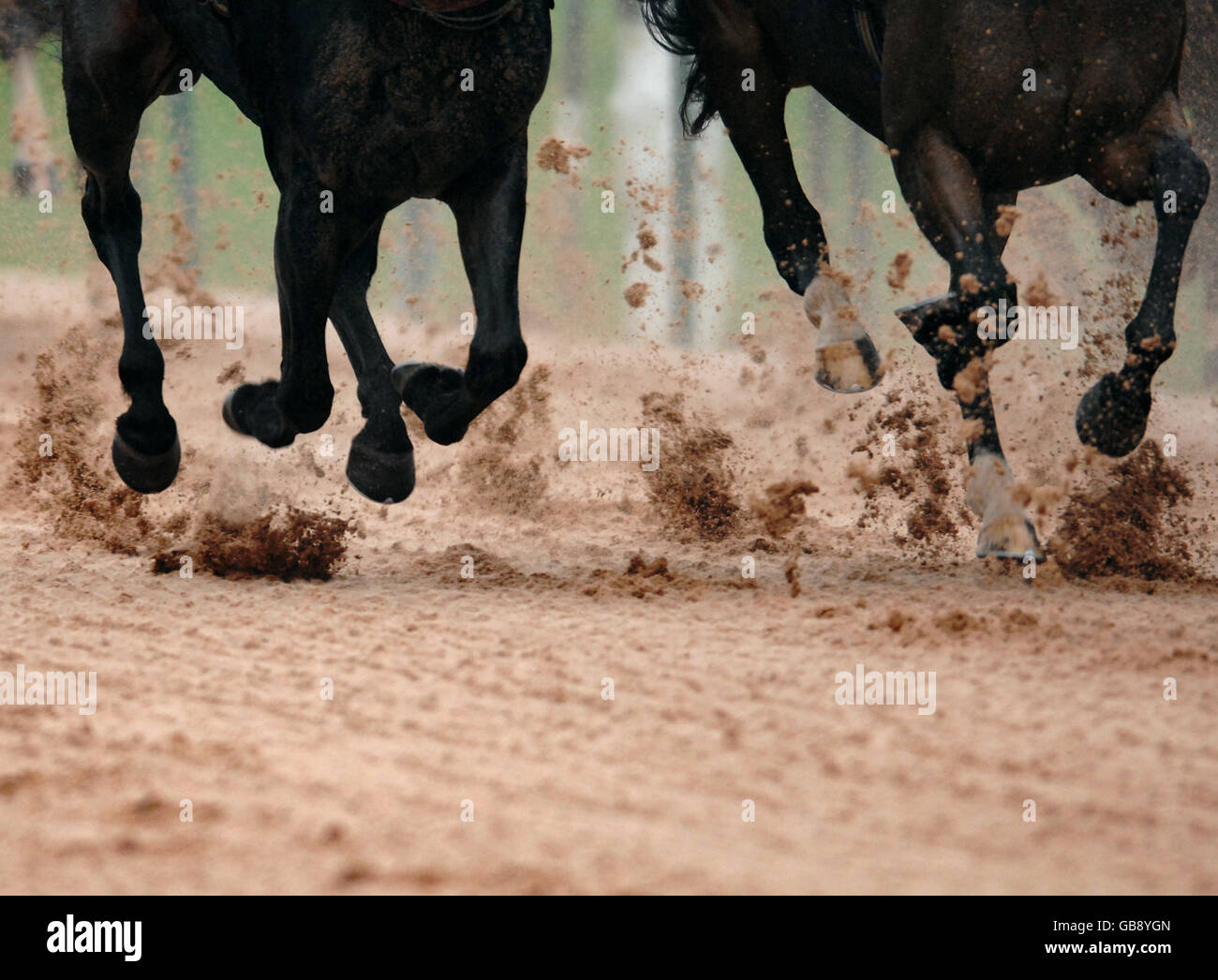 Galloping Horse Hooves High Resolution Stock Photography and Images - Alamy