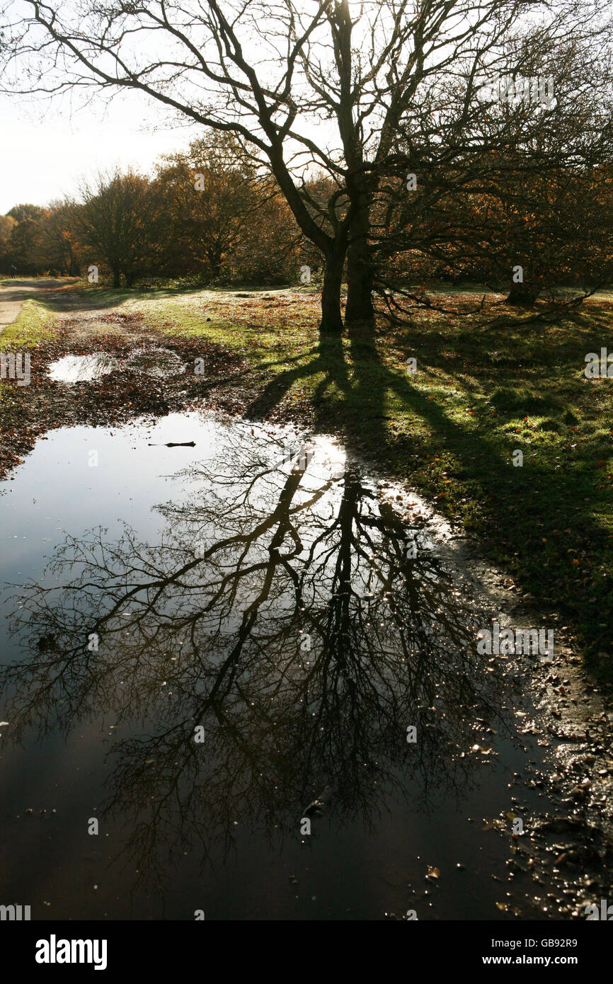 A tree reflected in a puddle at Wimbledon Common on a crisp Autumn ...