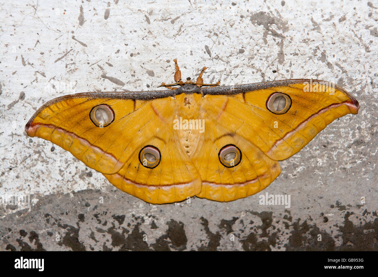 Adult Indian silk moth polyphemus moth butterfly orange big eyes Stock ...