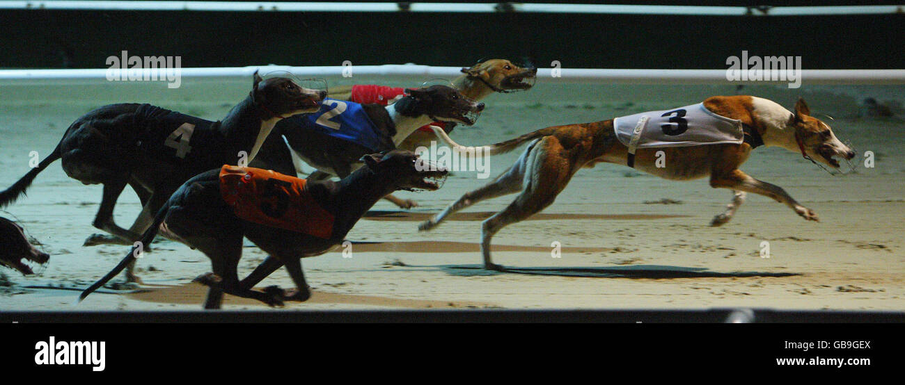 Greyhound Racing - Coral Brighton and Hove Greyhound Stadium Stock ...