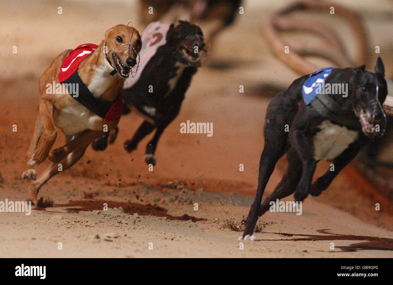 Dogs racing at the Coral Brighton and Hove Greyhound Stadium, Hove ...