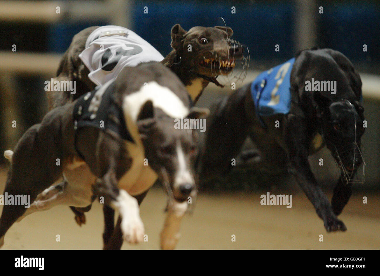 Greyhound Racing - Coral Brighton and Hove Greyhound Stadium Stock ...