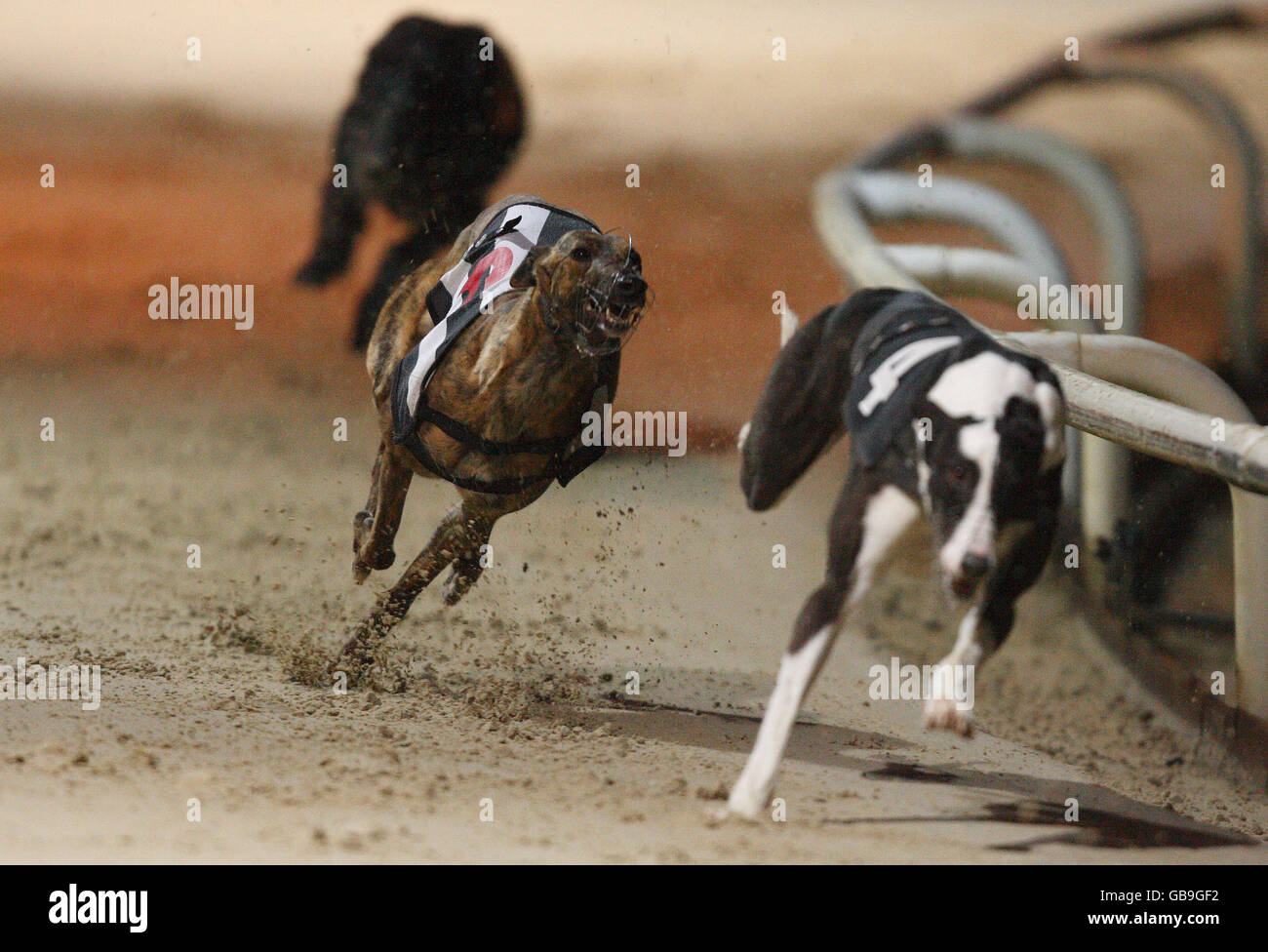 Greyhound Racing - Coral Brighton and Hove Greyhound Stadium Stock ...