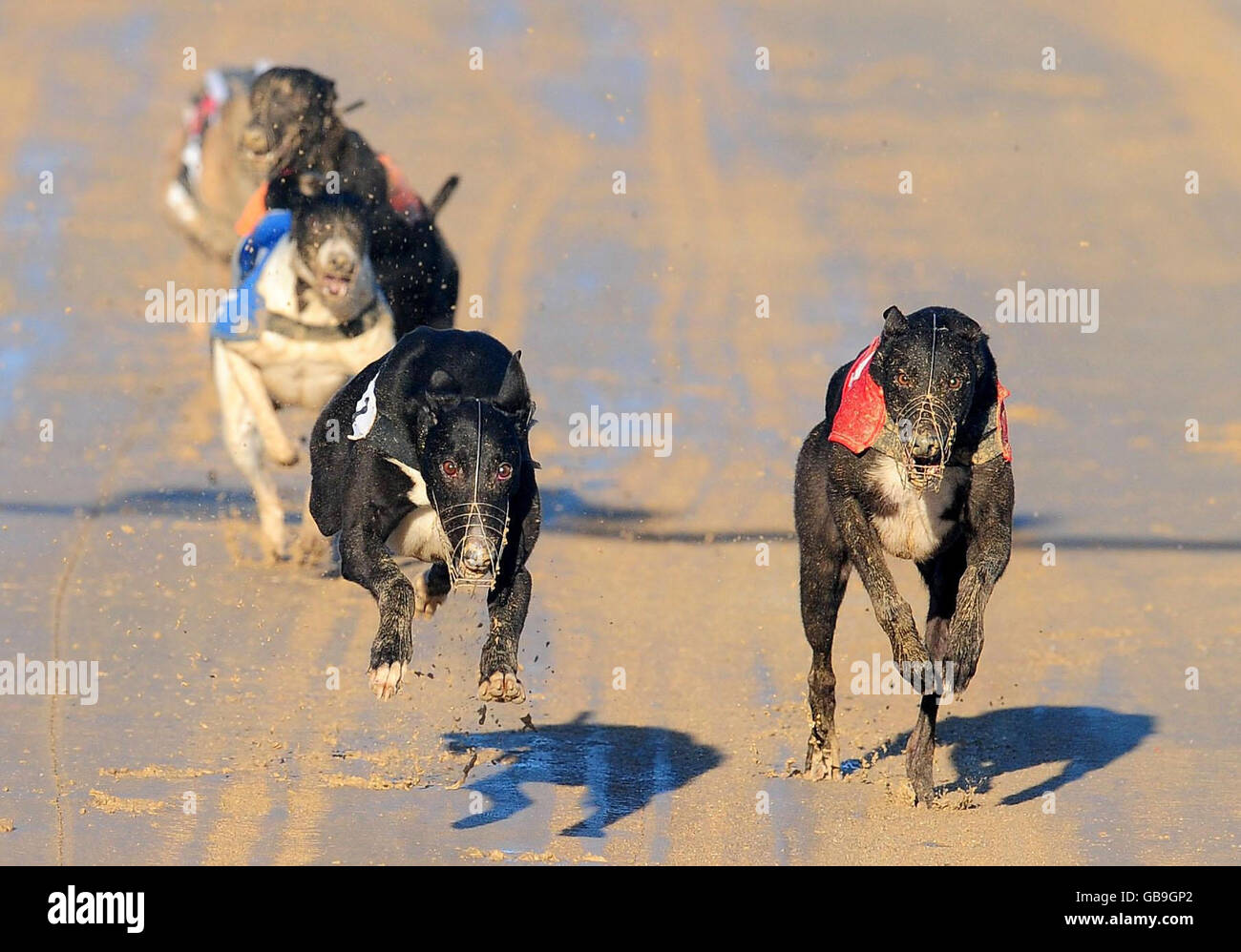 Greyhound Racing - Brough Park. Velocity Vic (left) wins the first race ...