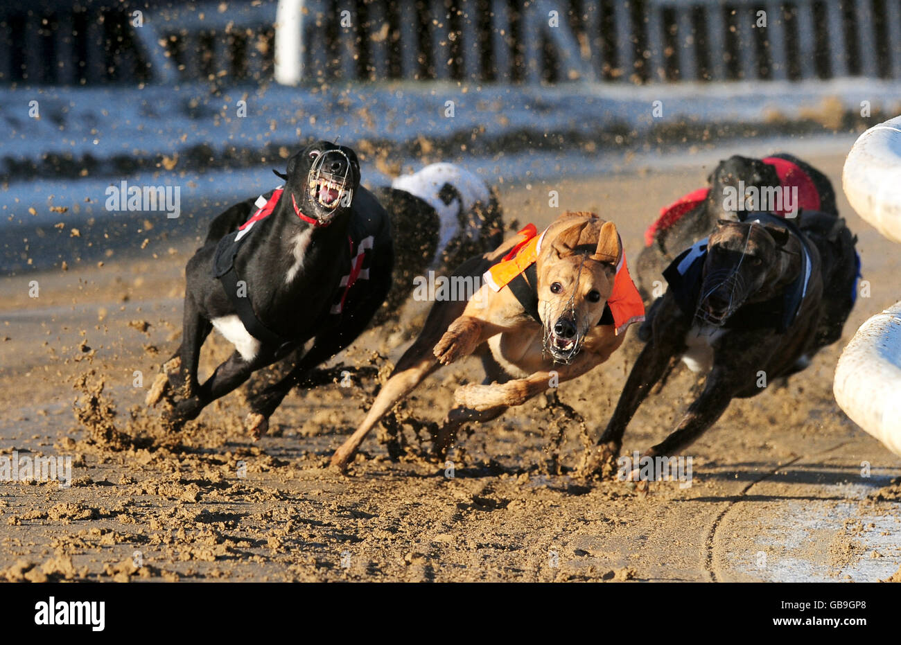 Greyhound Racing - Brough Park. Teddy Growler (centre, orange bib) goes ...