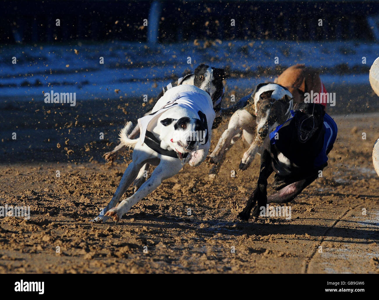 Running racing greyhound dog on hi-res stock photography and images - Alamy