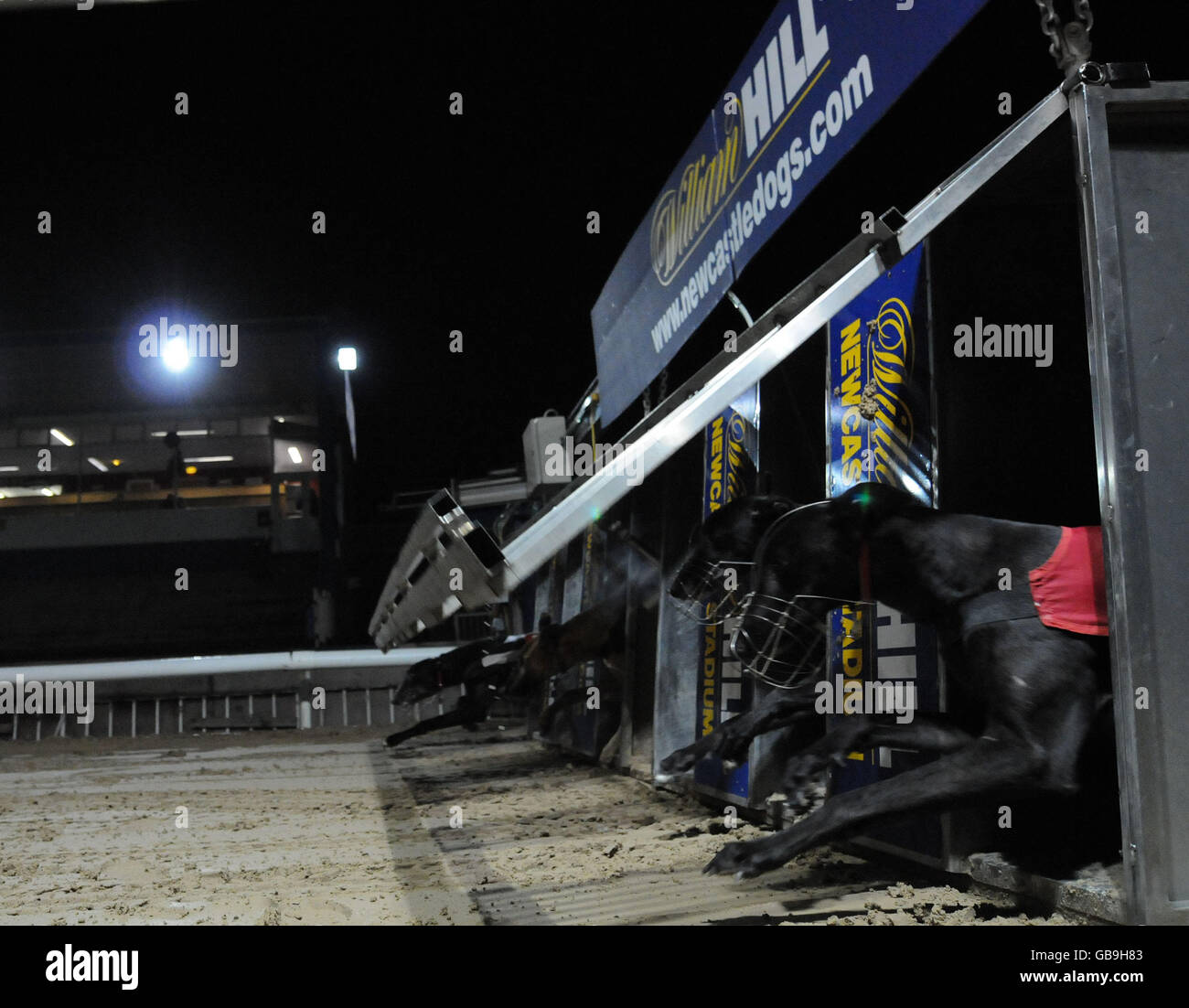 Greyhound Racing - Brough Park. A general view of greyhounds coming out ...
