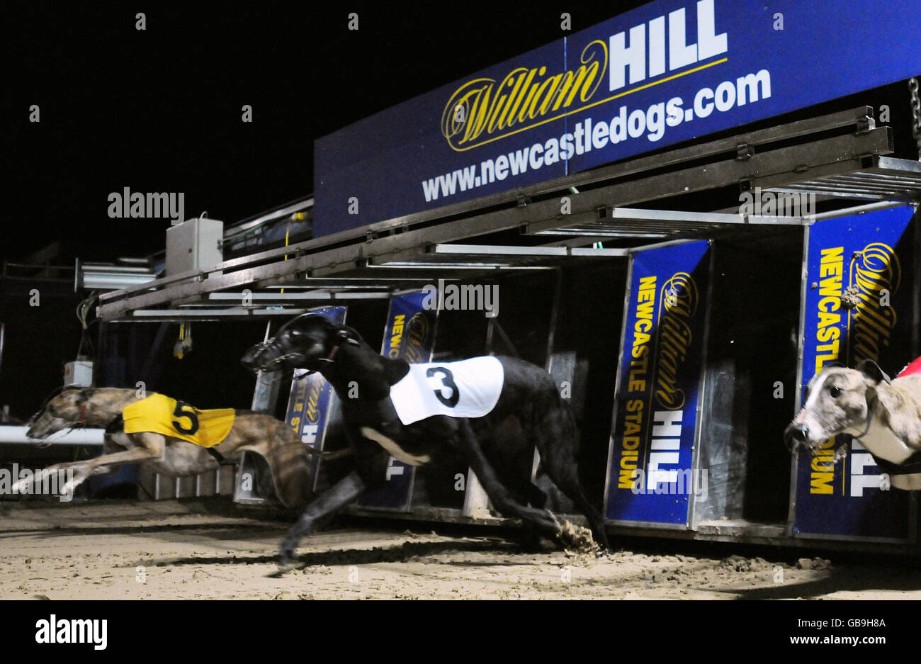 Greyhound Racing - Brough Park Stock Photo - Alamy