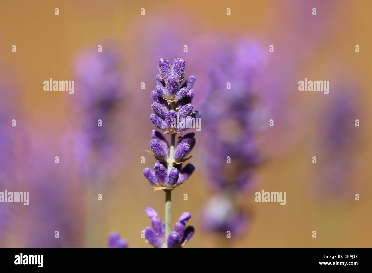 Single flower sprig hi-res stock photography and images - Alamy