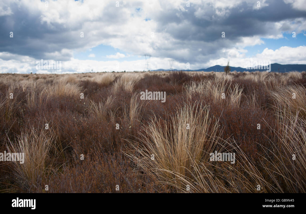 Desert Road tussock golden and bend in wind Stock Photo - Alamy