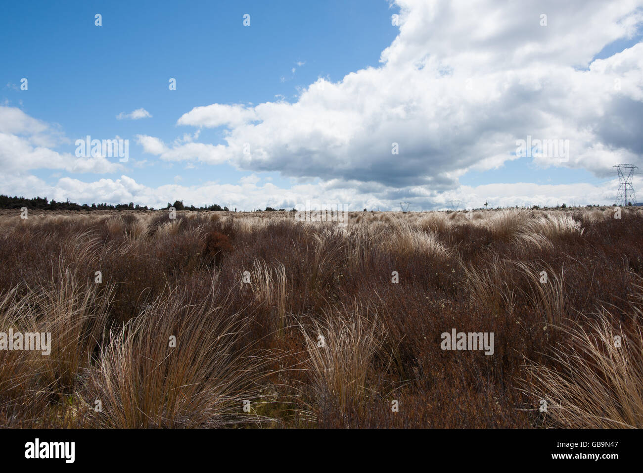 Desert Road tussock golden and bend in wind Stock Photo - Alamy