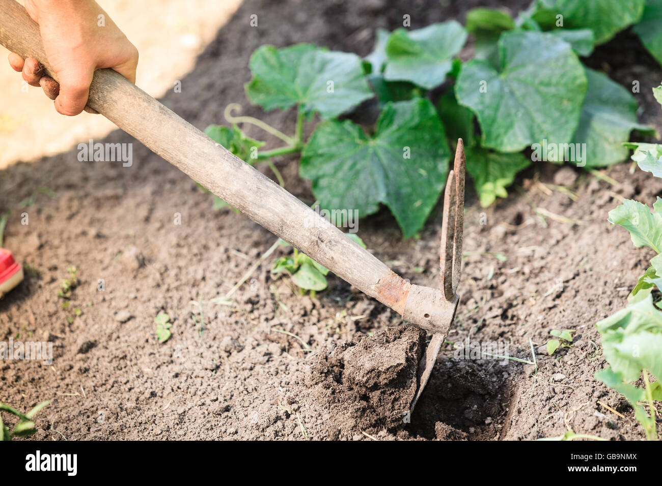 Summer work in the garden. Closeup woman replanting plant, female hands ...