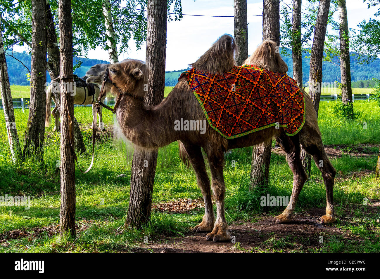 Portrait of Altai Bactrian camel in the forest on a background of ...